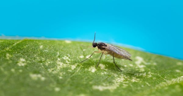 How To Control Fungus Gnats (Also Known As Sciarid Fly & Fungus Fly ...