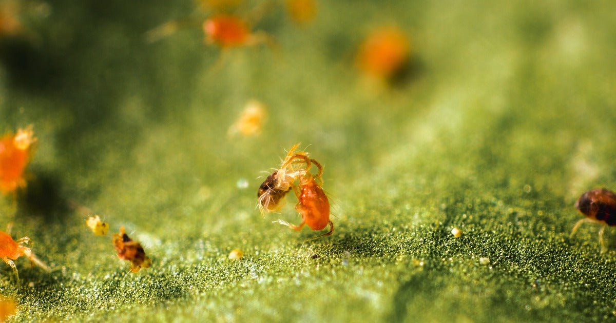 Red Spider Mites