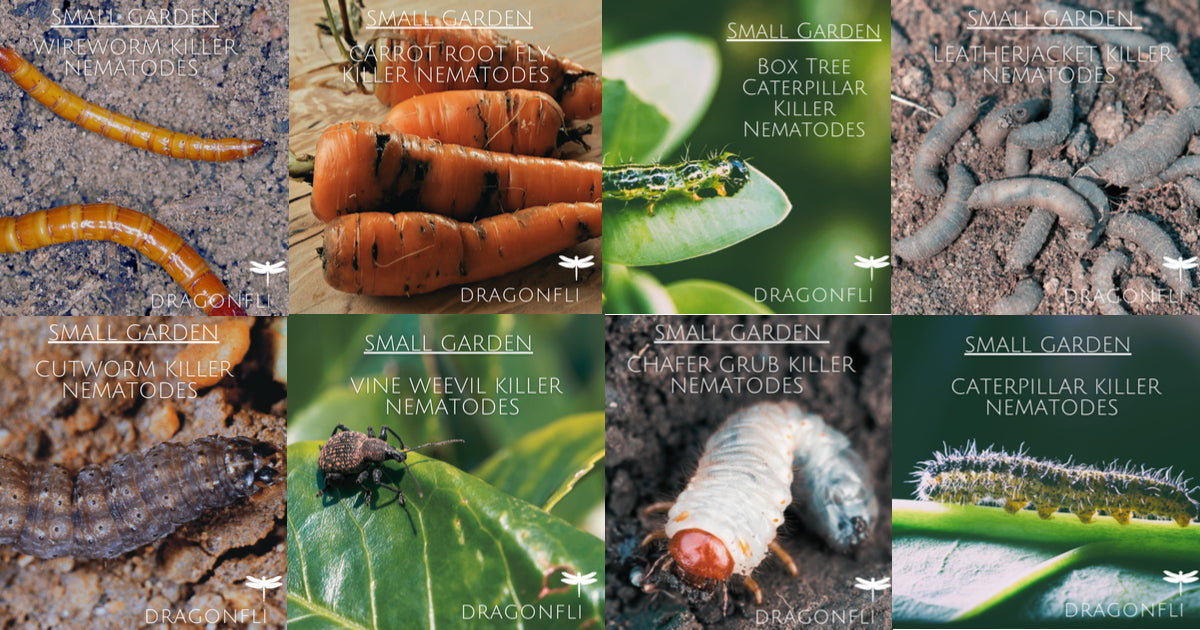 Examples Of Nematodes And Their Scientific Names