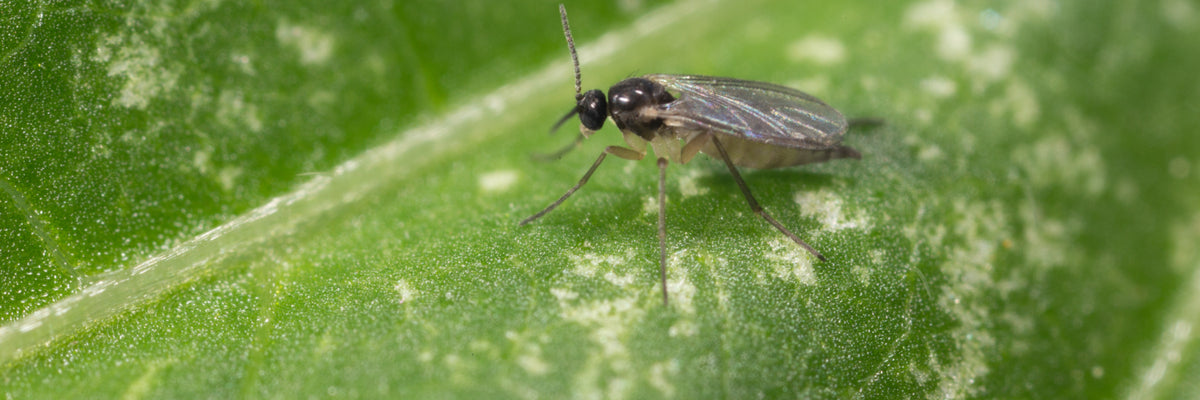 Fungus Gnats - Dragonfli