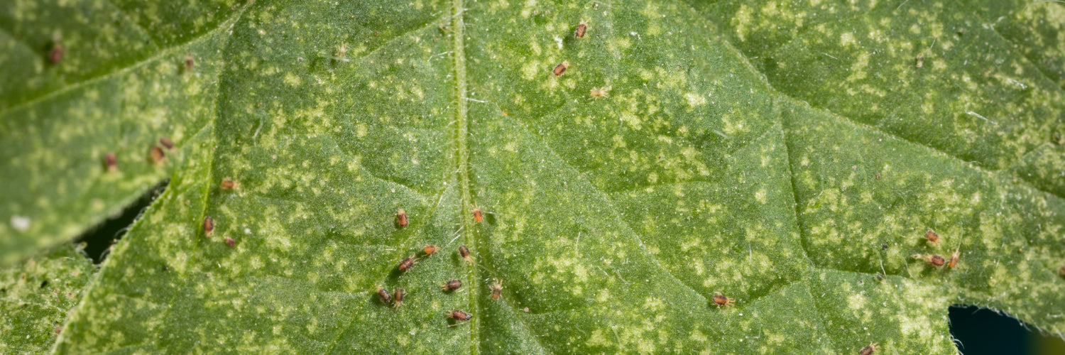 Red Spider Mites Damage