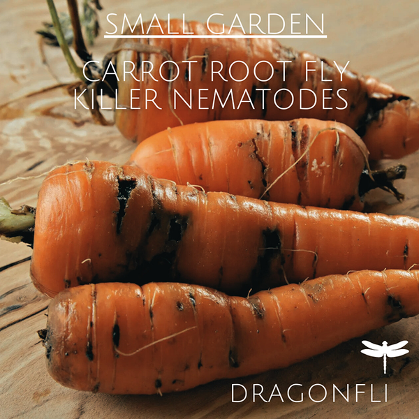 Small Garden Carrot Root Fly Killer Nematodes - Dragonfli
