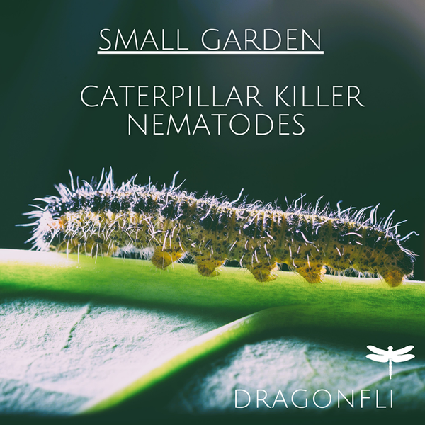 Small Garden Caterpillar Killer Nematodes - Dragonfli