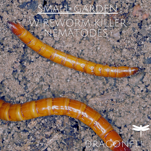 Small Garden Wireworm Killer Nematodes - Dragonfli