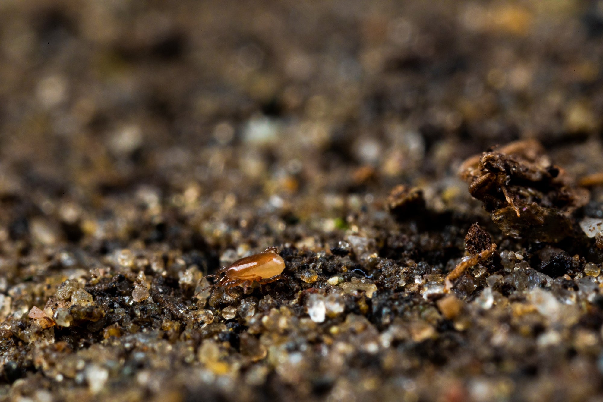 Mighty Mite - Macrocheles robustulus - Dragonfli