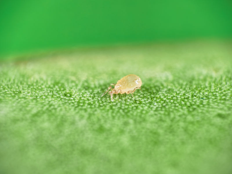 Buy Thrip Killer Mites - Amblyseius cucumeris Biological Control UK ...