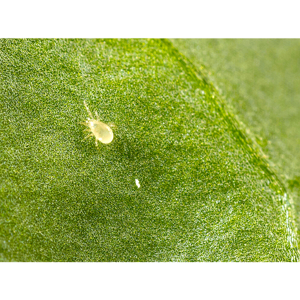 Amblyseius andersoni Sachets - Cold Tolerant Predatory Mites - Use Aga ...