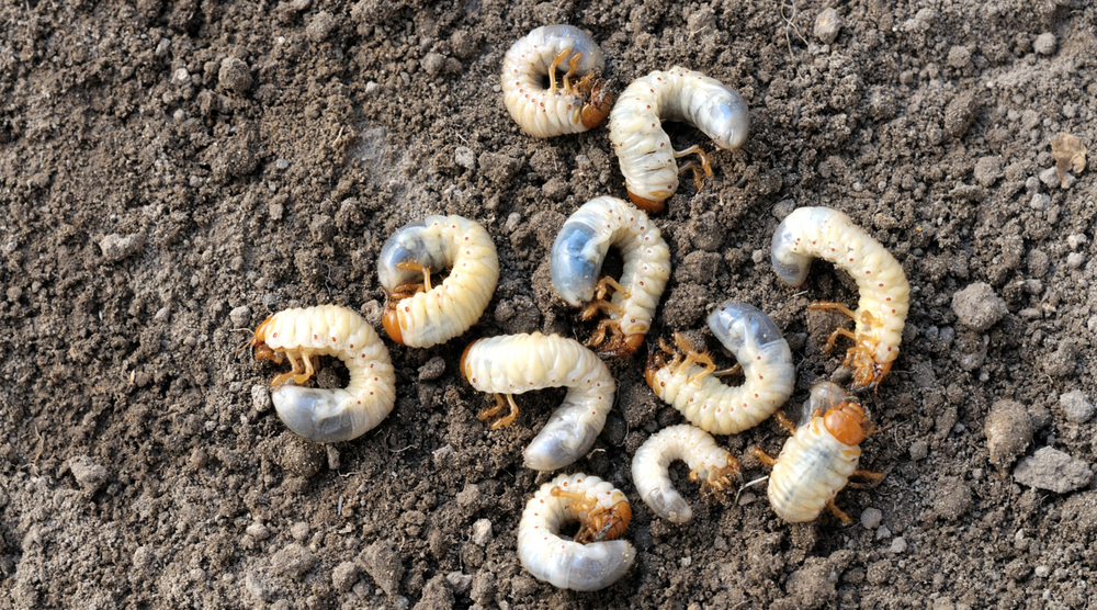 Biological Pest Control for Effective Natural Organic Gardening