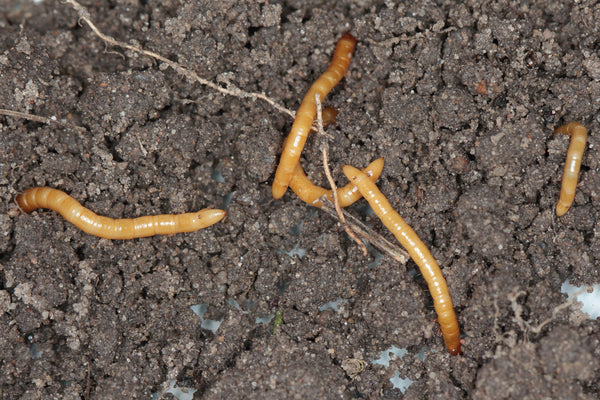 Small Garden Wireworm Killer Nematodes - Dragonfli