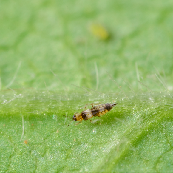 Biological Pest Control for Effective Natural Organic Gardening
