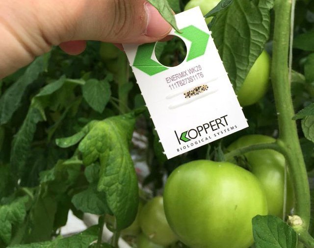 Whitefly Killer Cards - Encarsia formosa - Dragonfli