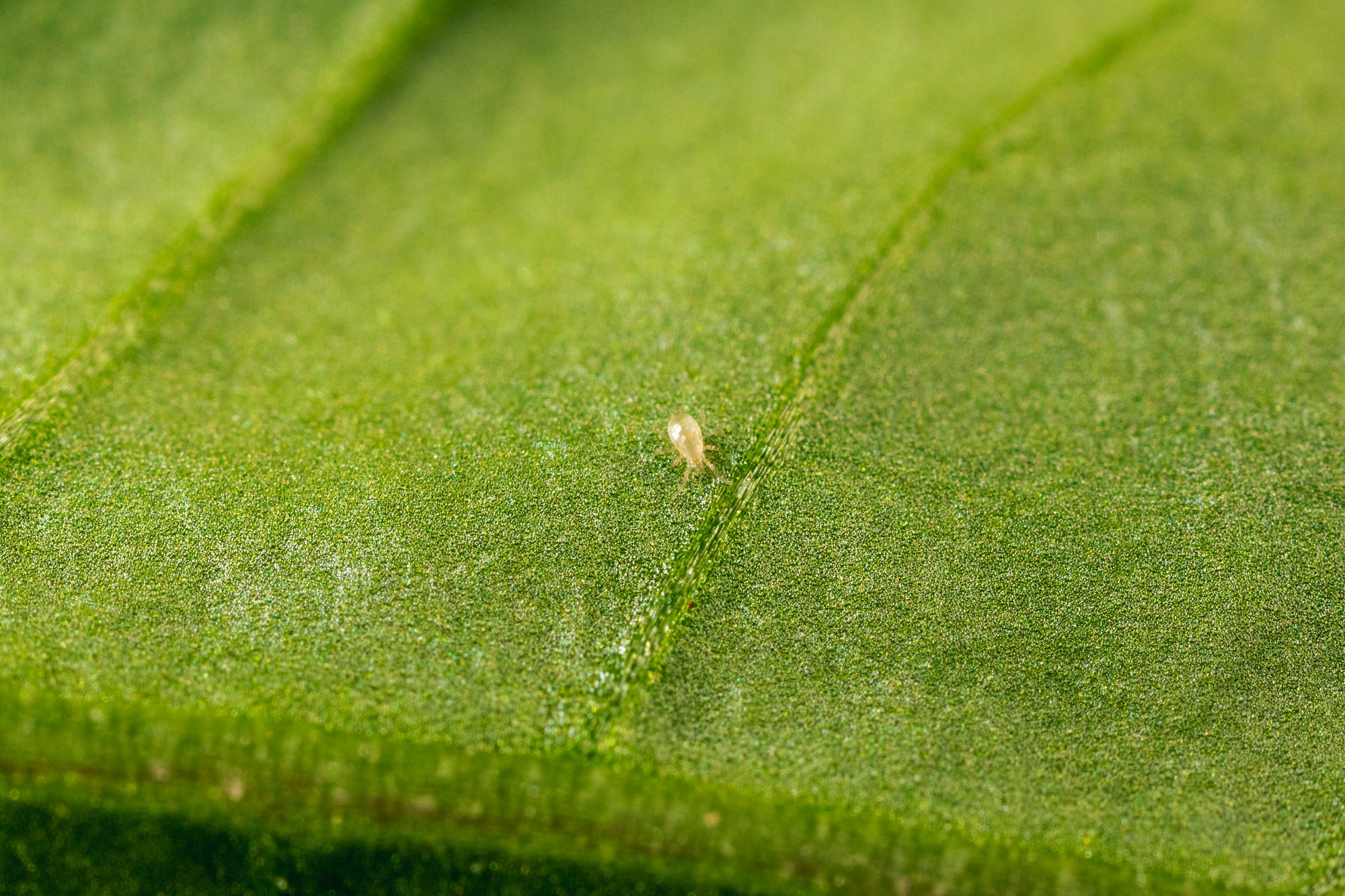 Amblyseius andersoni Sachets - Cold Tolerant Predatory Mites - Use Aga ...