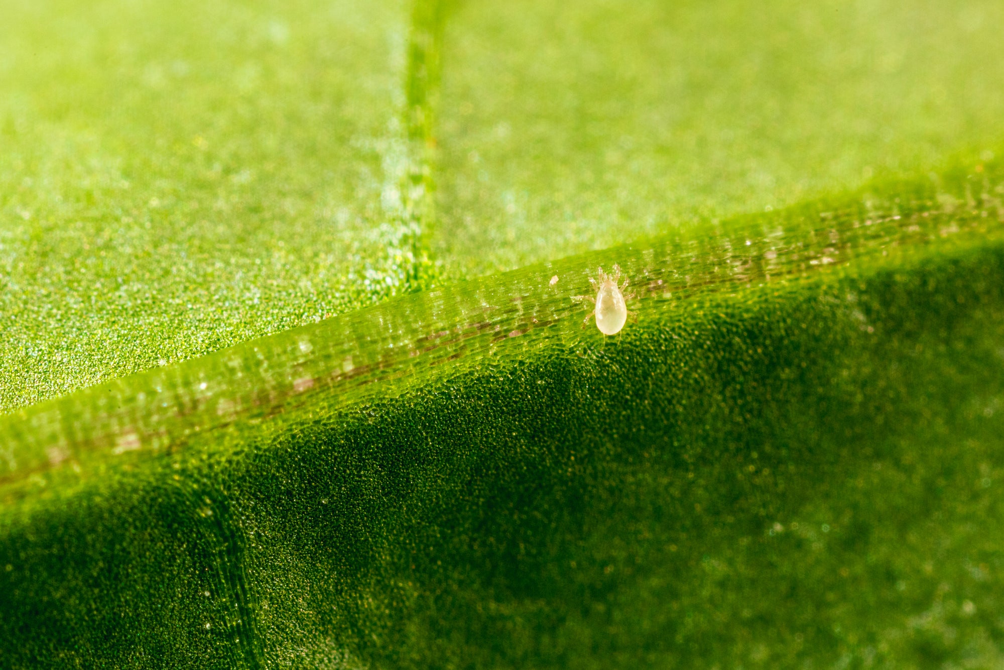 Amblyseius andersoni Sachets - Cold Tolerant Predatory Mites - Use Aga ...