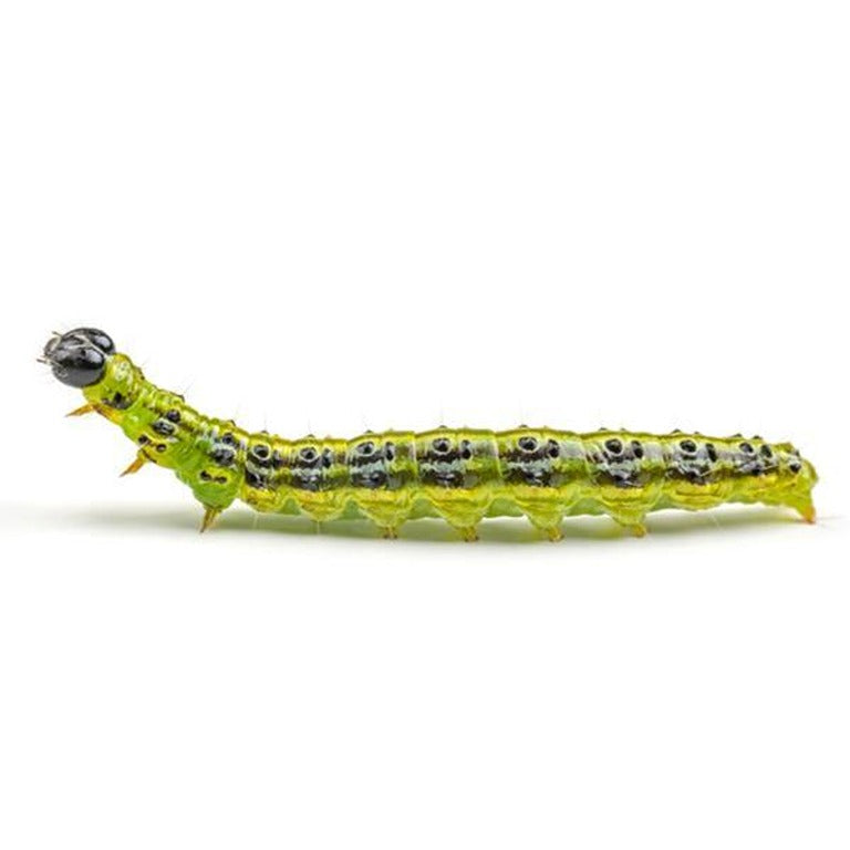 Box Tree Caterpillar Nematodes & Box Tree Moth Trap Bundle - Dragonfli