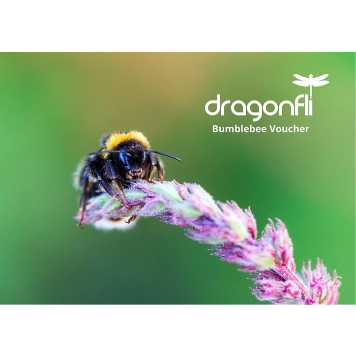 British Bees - Dragonfli