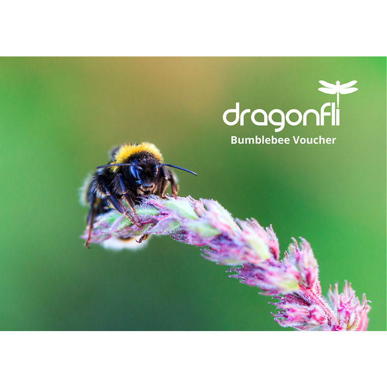 British Bees - Dragonfli