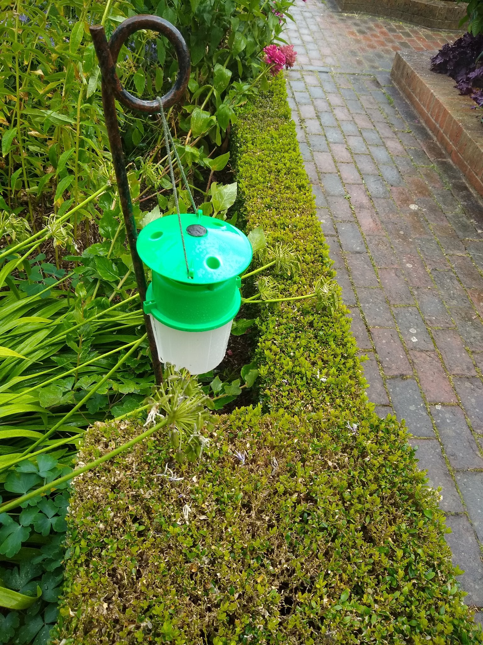 Box Tree Caterpillar Nematodes & Box Tree Moth Trap Bundle - Dragonfli