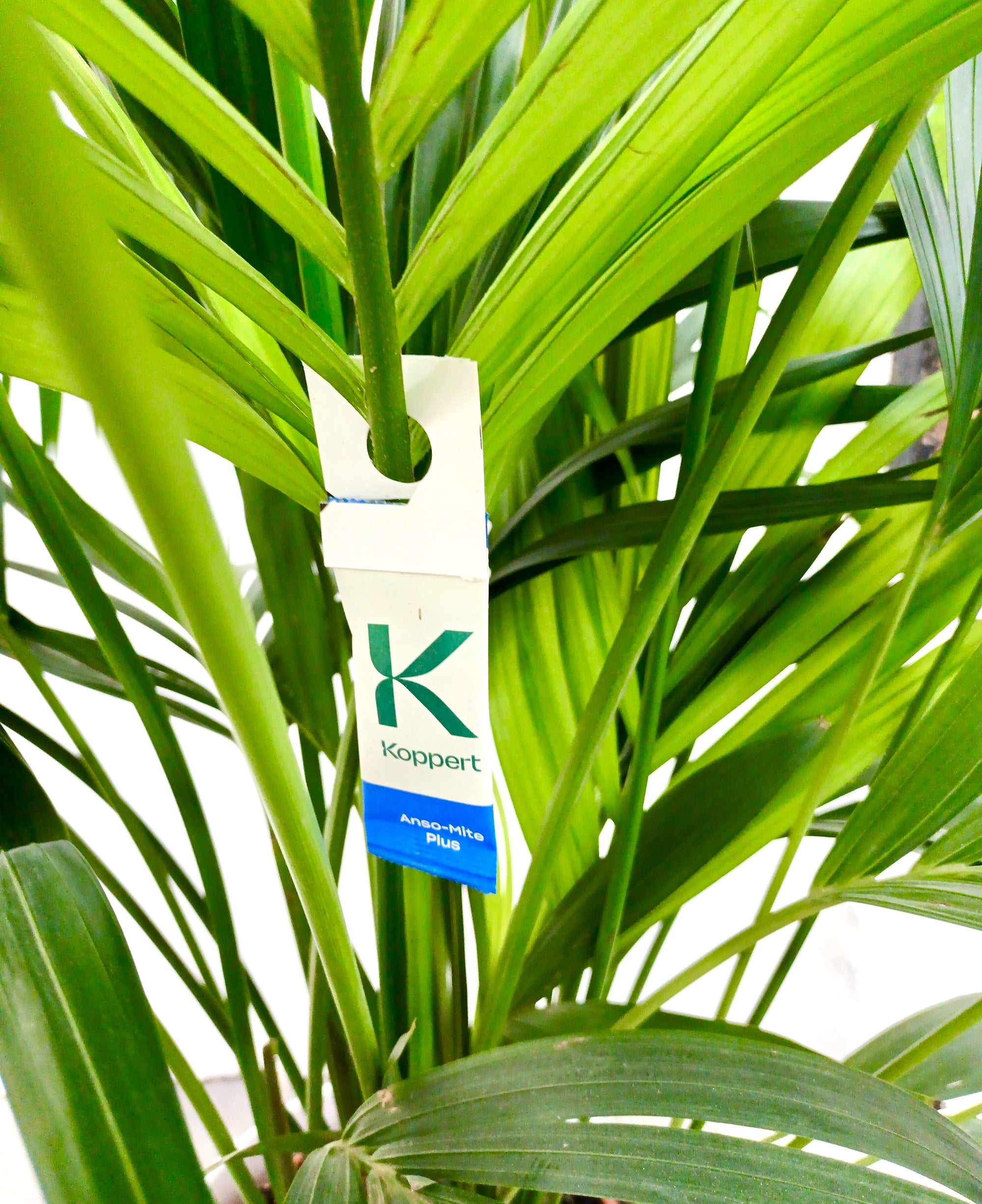 Amblyseius andersoni Sachets - Cold Tolerant Predatory Mites - Use Aga ...