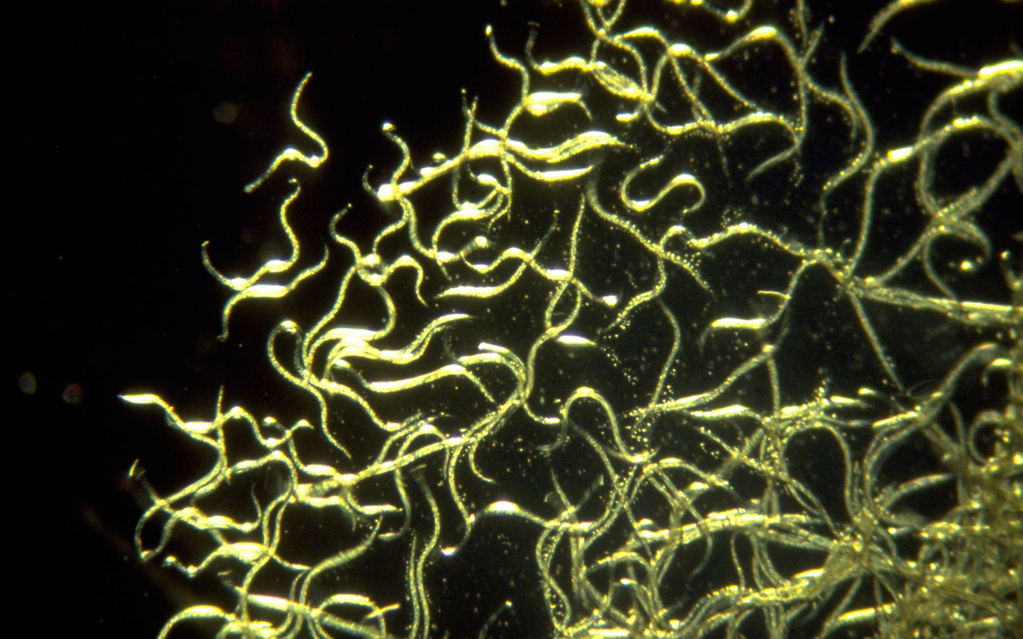 Plum Fruit Moth Nematodes & Trap Bundle - Dragonfli