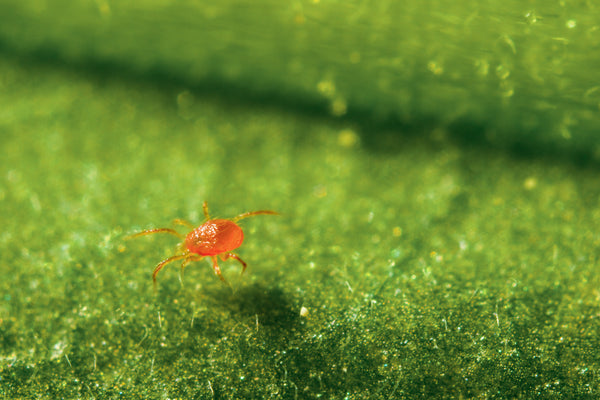 Spidex Vital Plus - Curative Spider Mite Control Sachets - Dragonfli