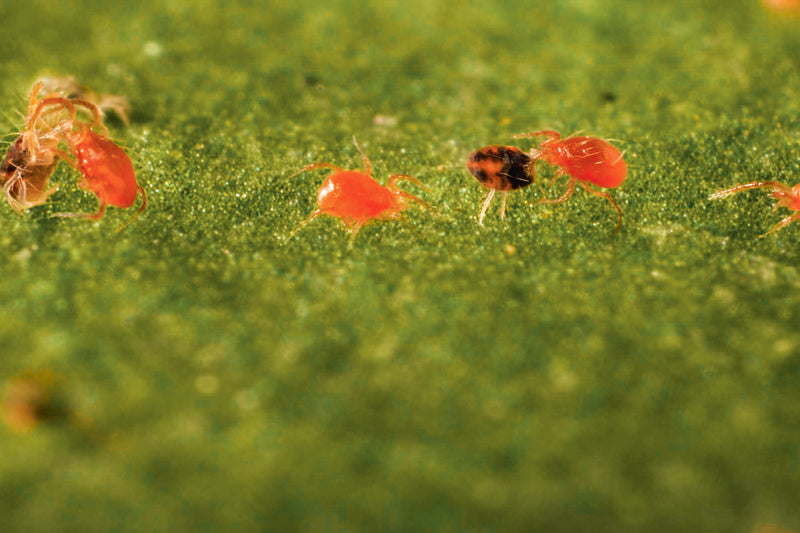 Spidex Vital Plus - Curative Spider Mite Control Sachets - Dragonfli
