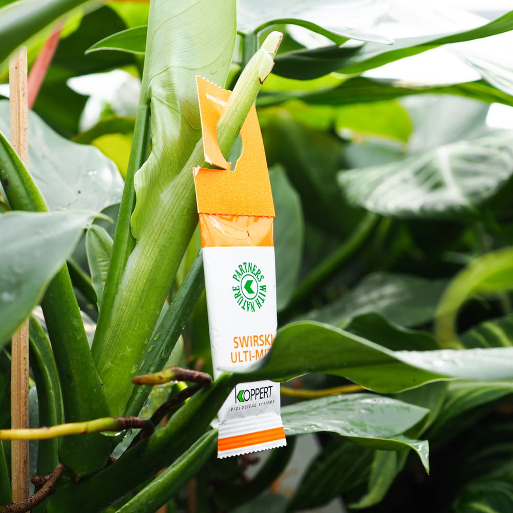 Amblyseius swirskii Premium Thrip Killer Sachets - Dragonfli