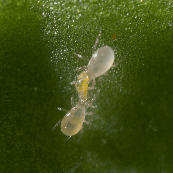 Thrip Control Bundle: Swirskii, Cucumeris, Mighty Mite Predators, Blue ...