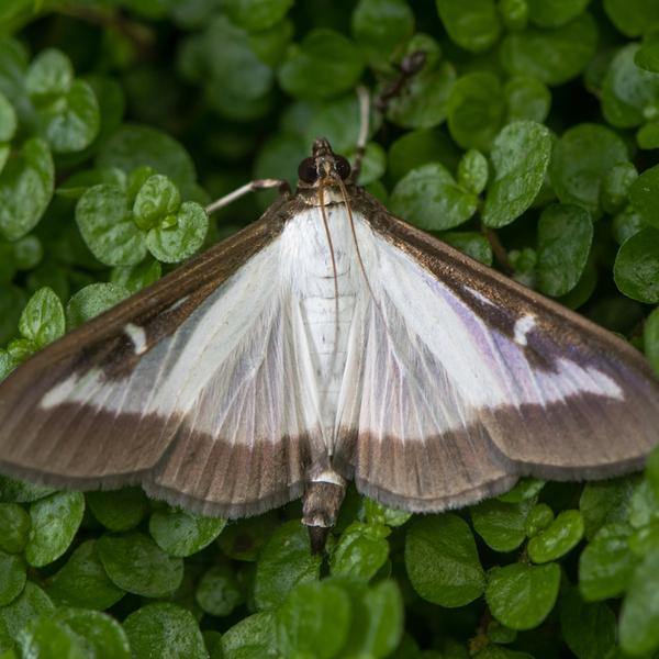 Box Tree Caterpillar Nematodes & Box Tree Moth Trap Bundle - Dragonfli
