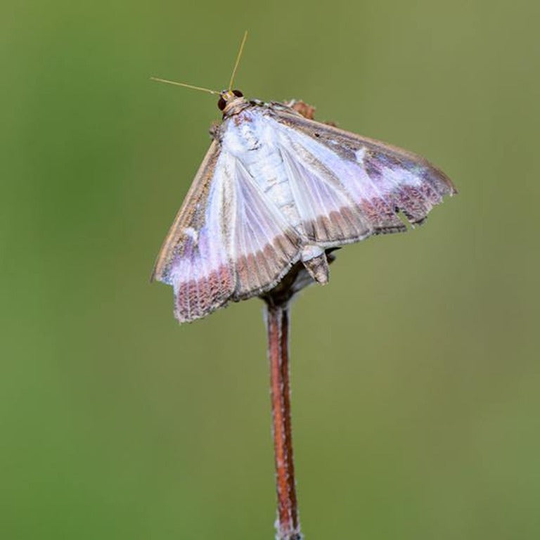 Box Tree Caterpillar Nematodes & Box Tree Moth Trap Bundle - Dragonfli