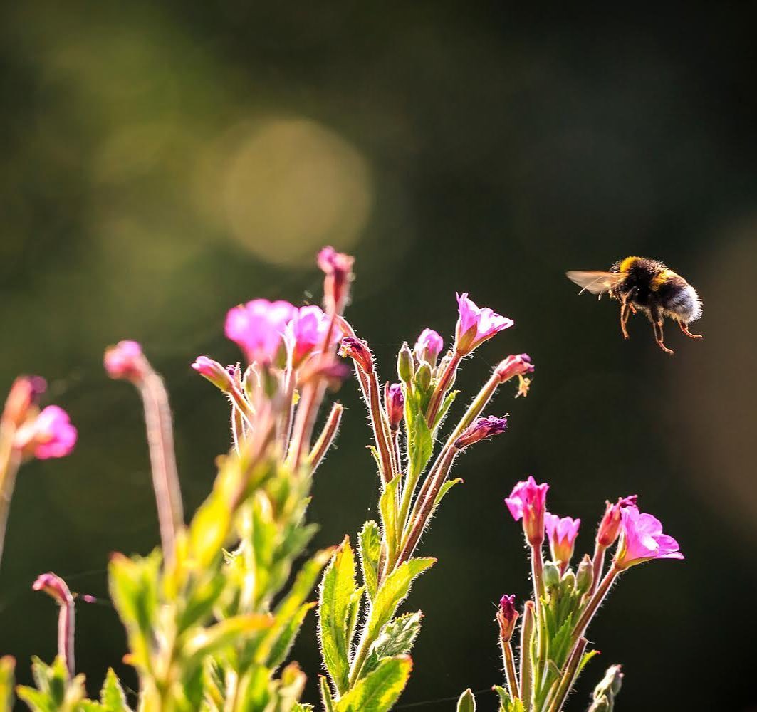 Beepol Live Bumblebee Colony - Dragonfli