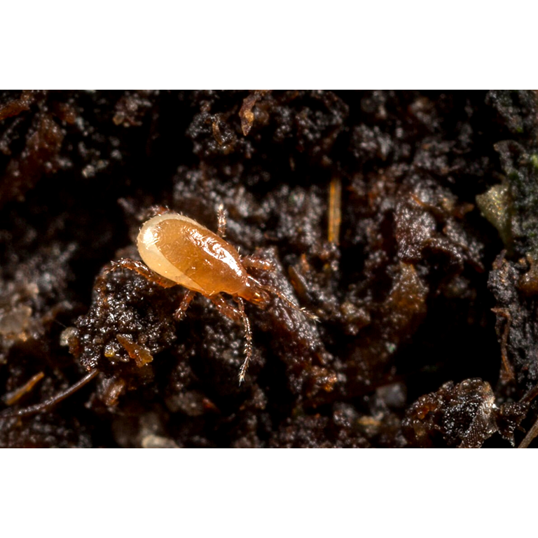 Springtails - Dragonfli