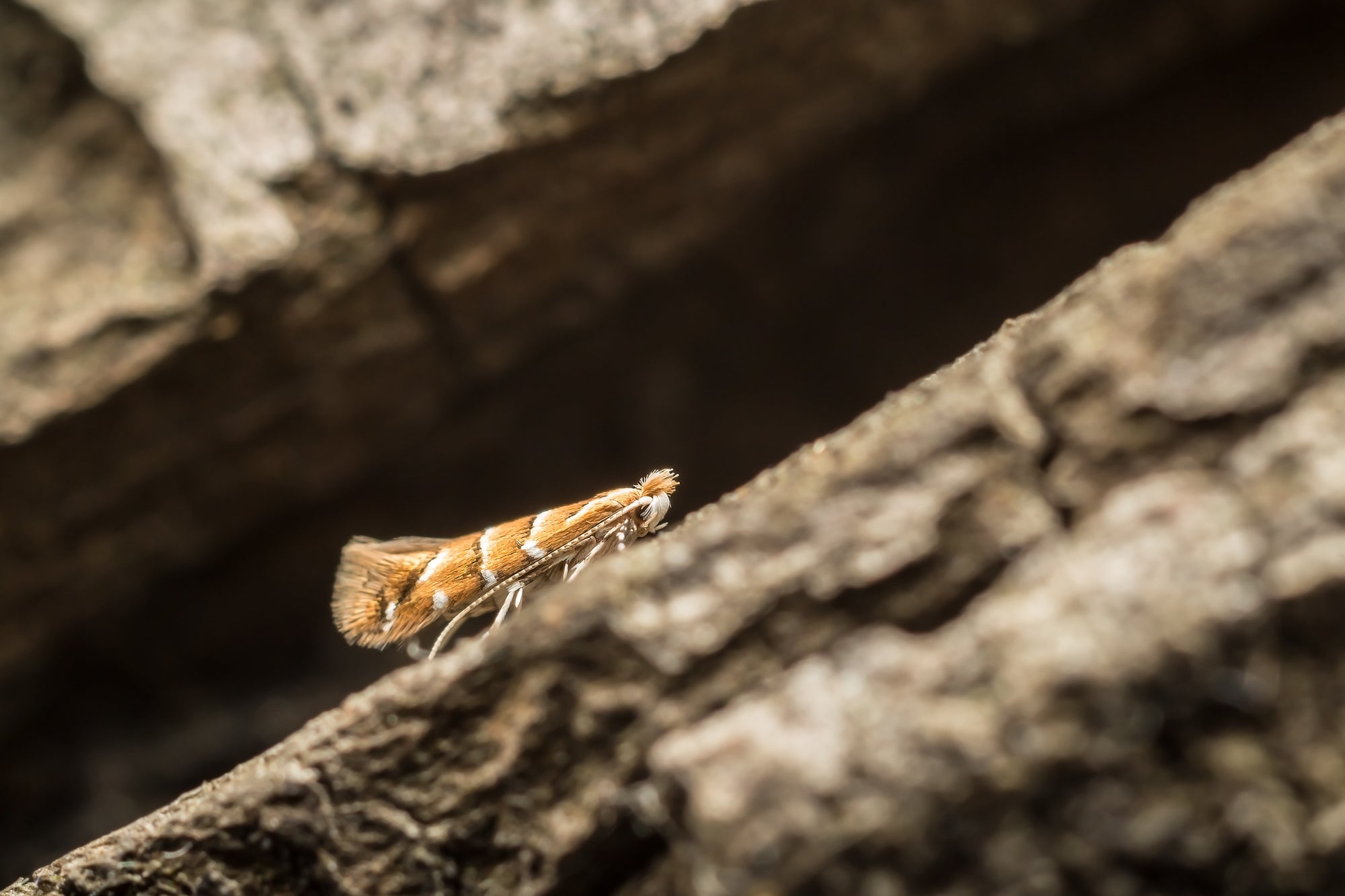 Leaf Miner Parasitic Wasp - Diglyphus isaea - Dragonfli