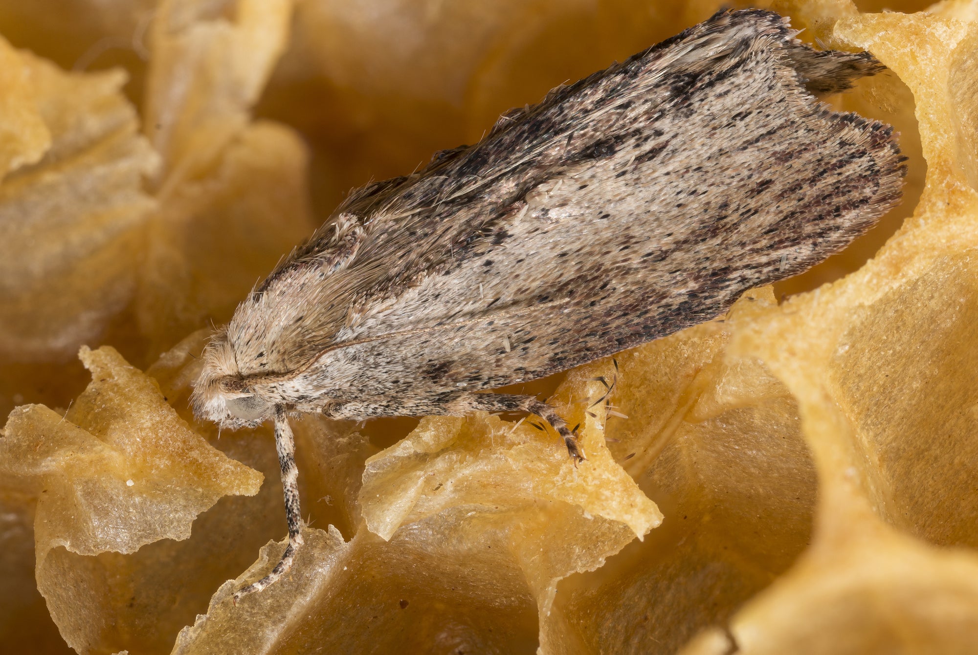 Wax Moth Killer - Protect Bee Colonies Natural Biological Control ...