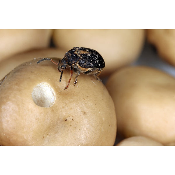 Bruchid Beetle Trap - Includes Attractant Lure - Dragonfli