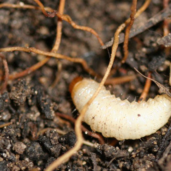 Vine Weevil Killer Nematodes - Dragonfli