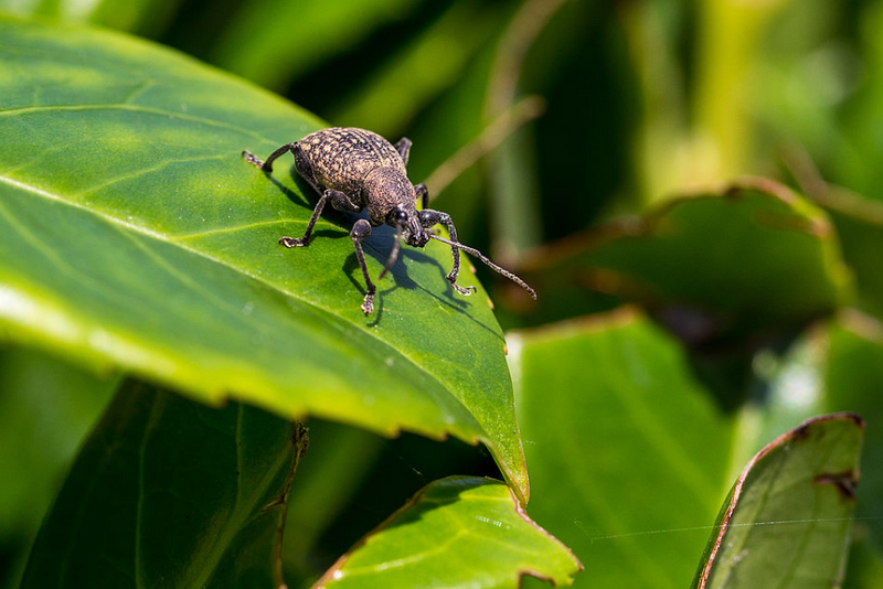 Vine Weevil Killer Nematodes - Dragonfli